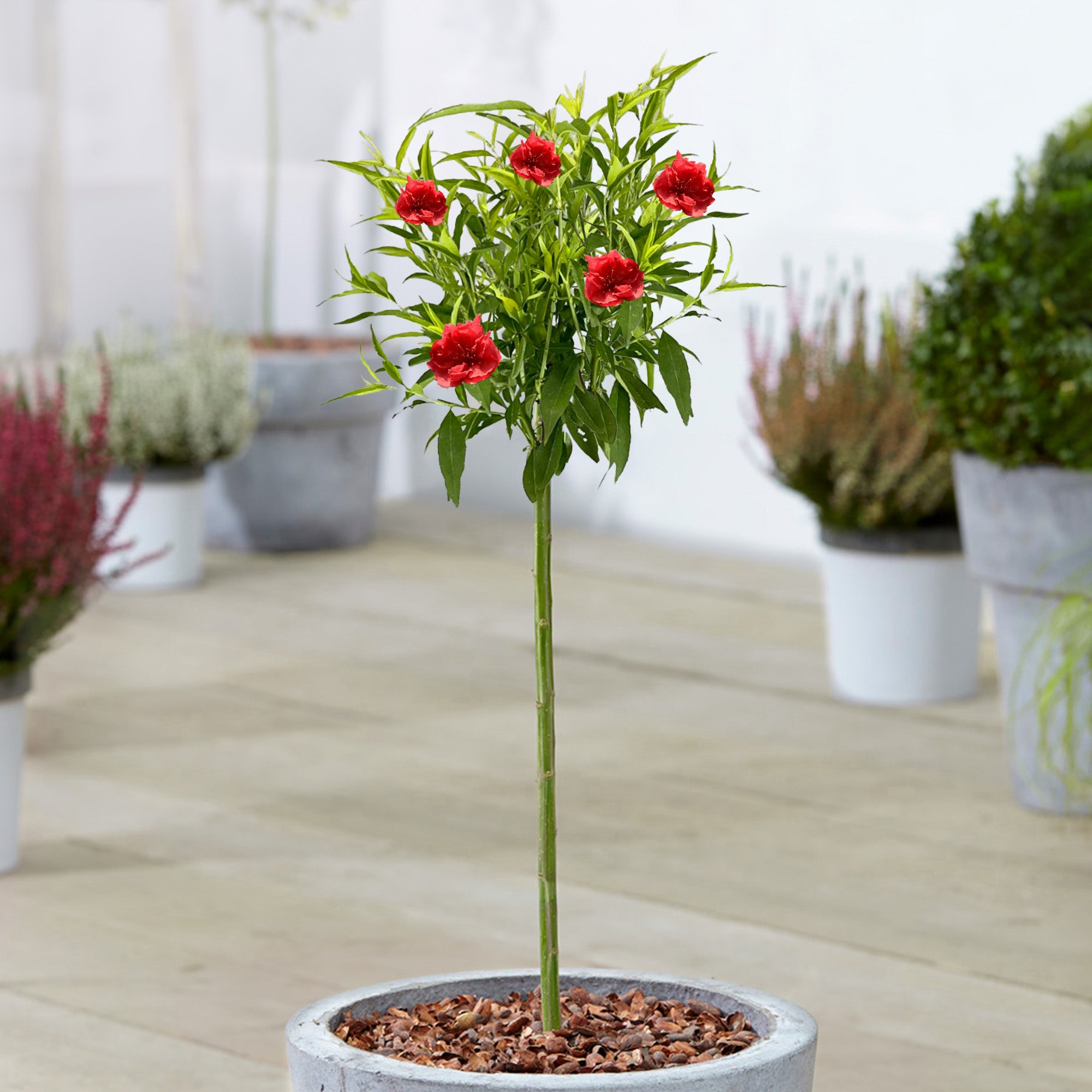 Prunus Red Peachy Patio Tree – 247plants