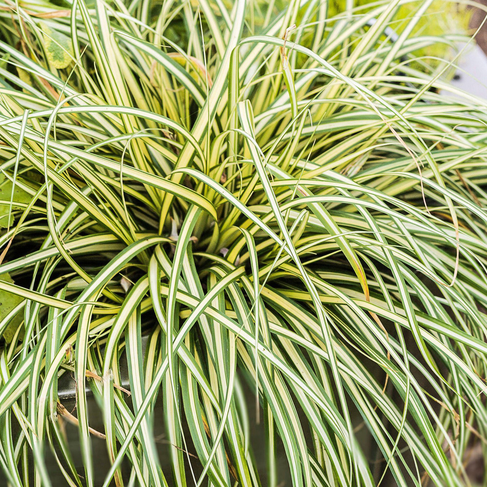Carex Moonlight – 247plants