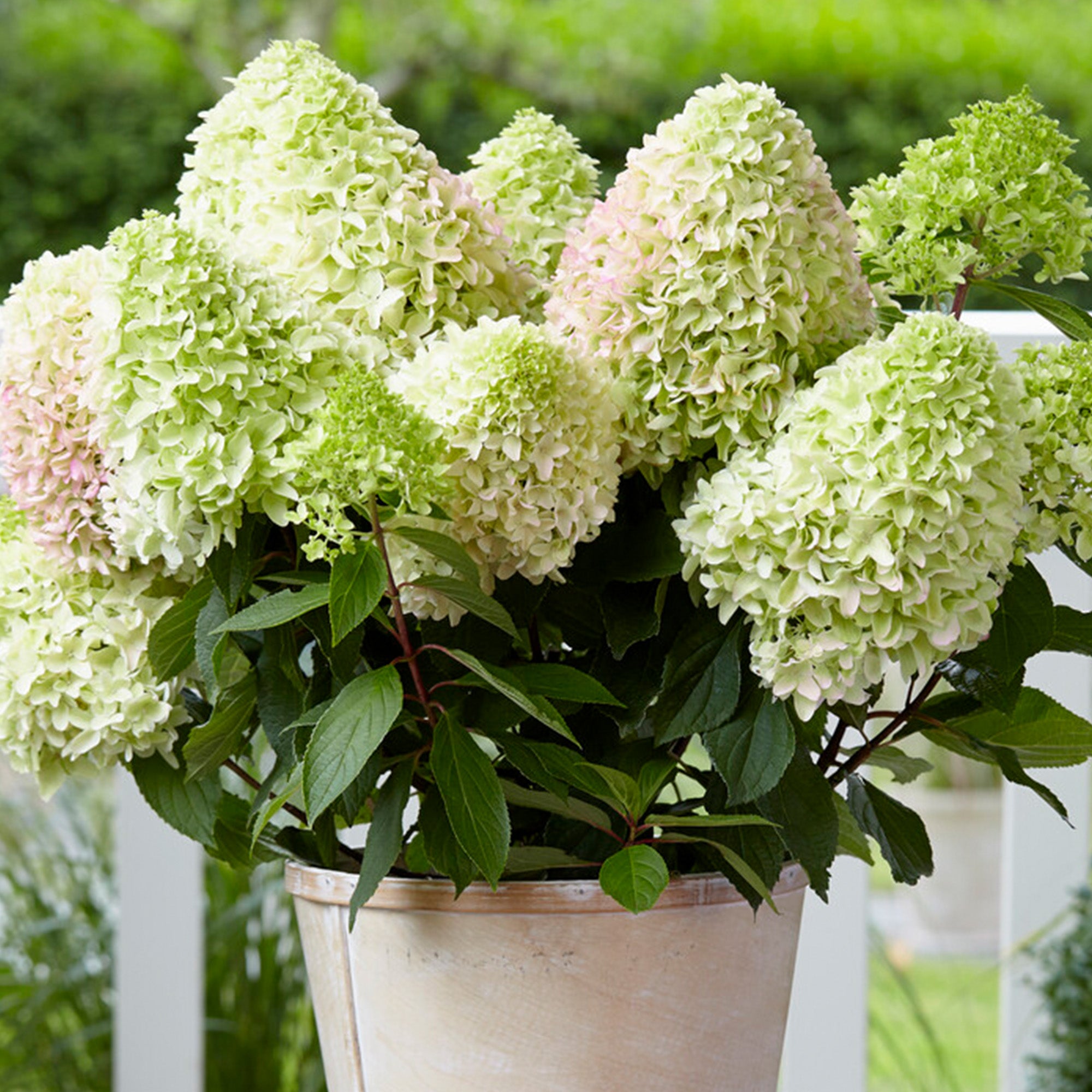 Hydrangea Little Fresco – 247plants