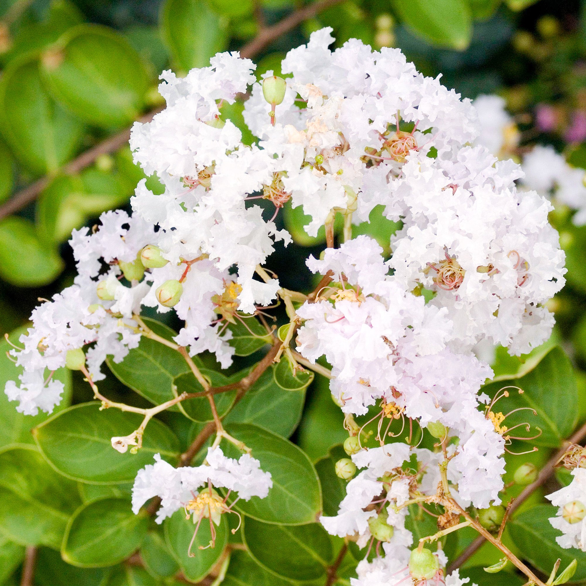 Lagerstroemia Lafayette – 247plants