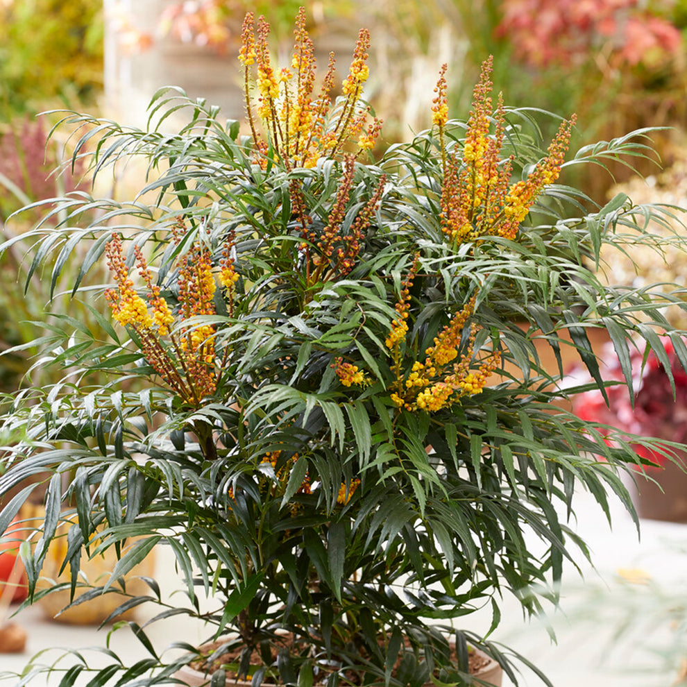 Mahonia Volcano – 247plants