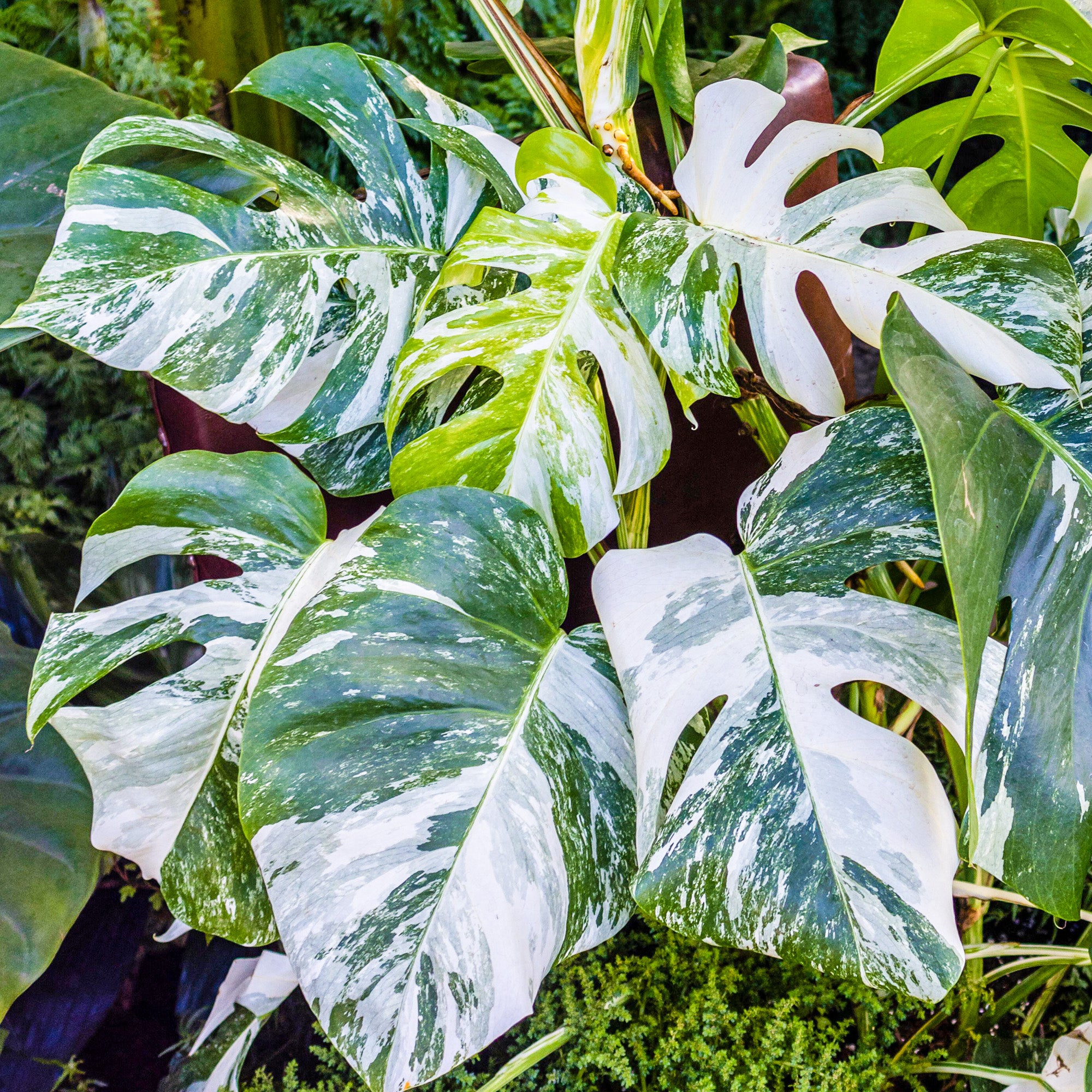 Variegated Monstera Deliciosa – 247plants