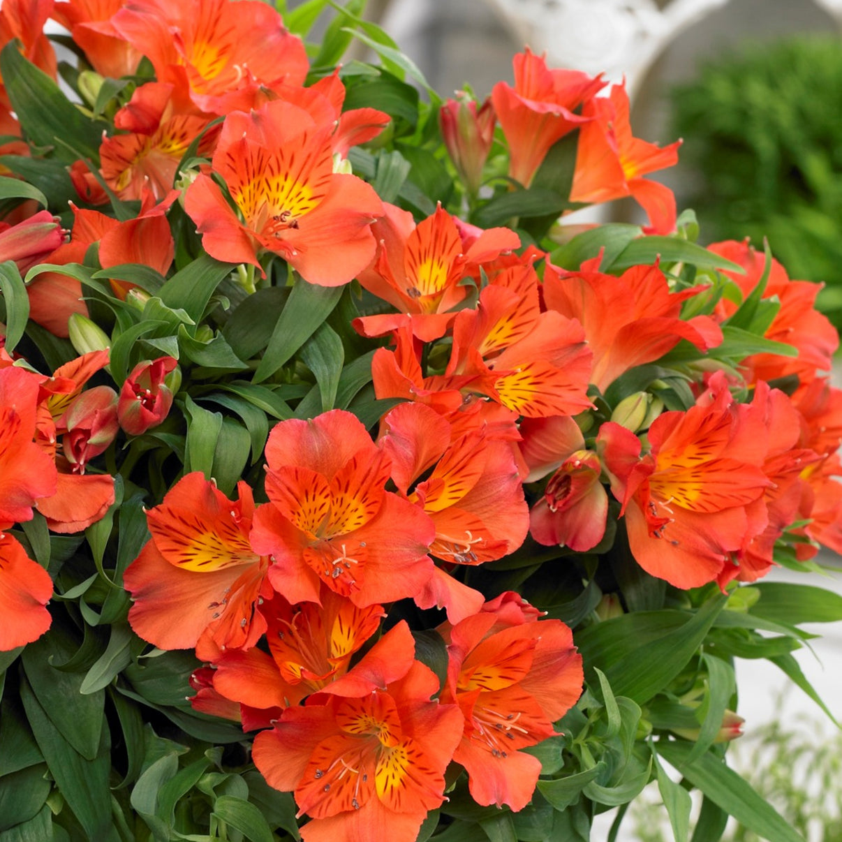 Alstroemeria Amina – 247plants