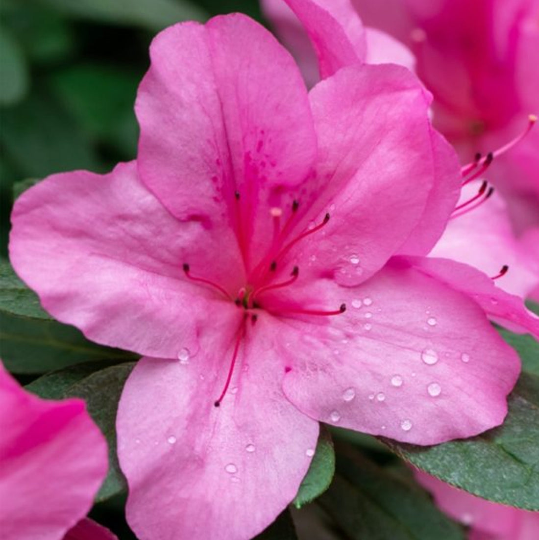 Azalea Geisha Pink – 247plants