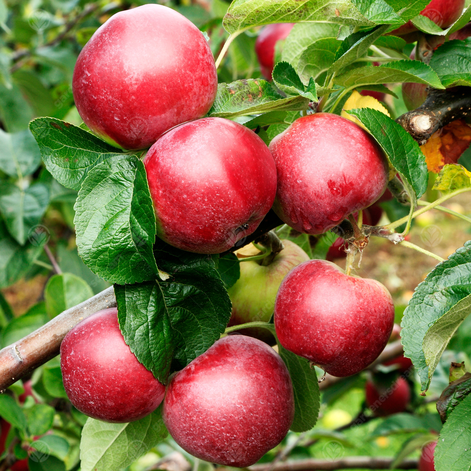 Apple Spartan (12L, 4-5ft) – 247plants