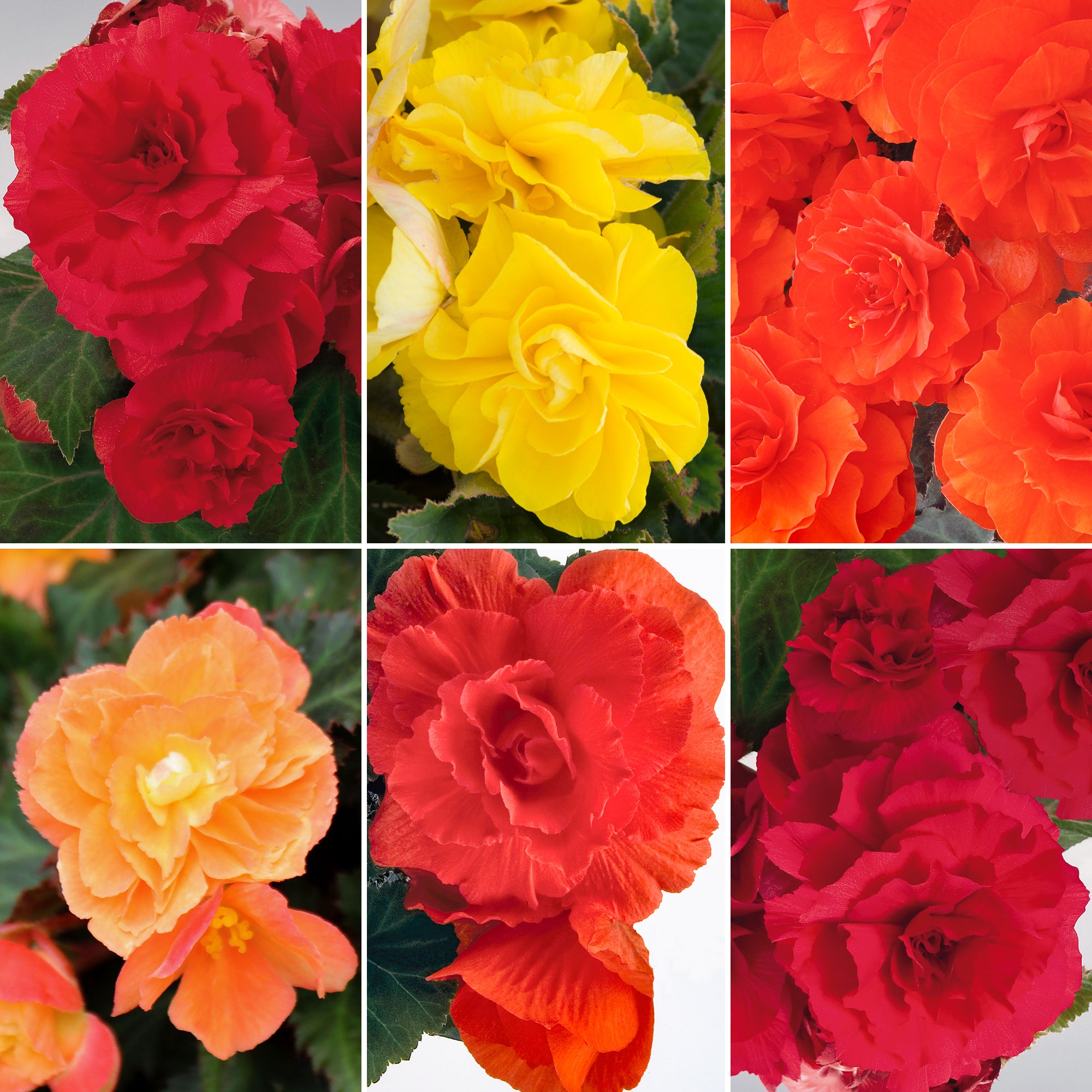 Plug Mix - Non-Stop Begonia – 247plants