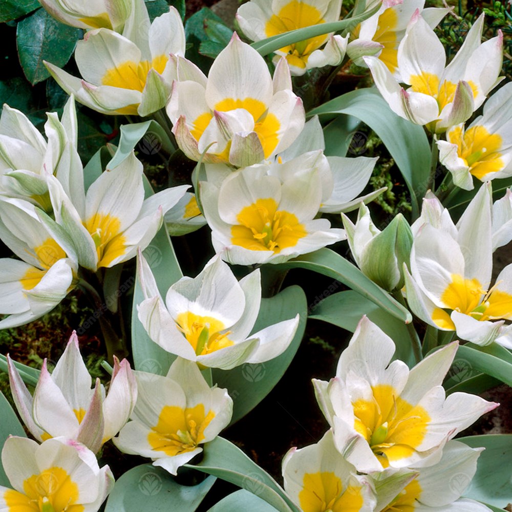 Tulips Polychroma -MASTER- – 247plants