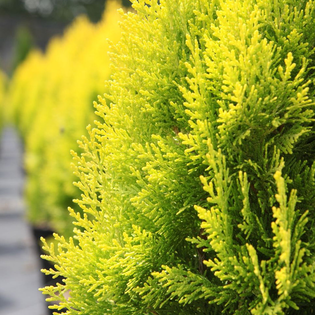 Thuja Aurea – 247plants