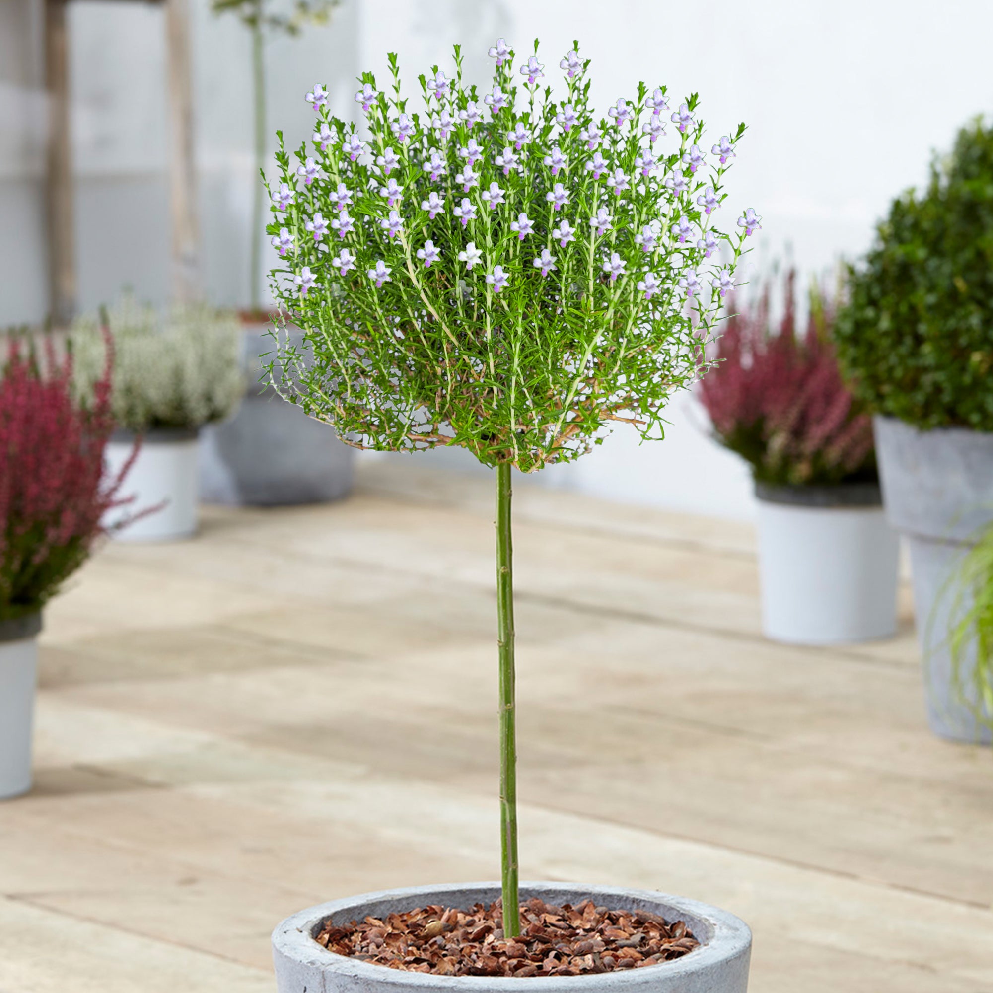 Thymus Capitatus Tree – 247plants