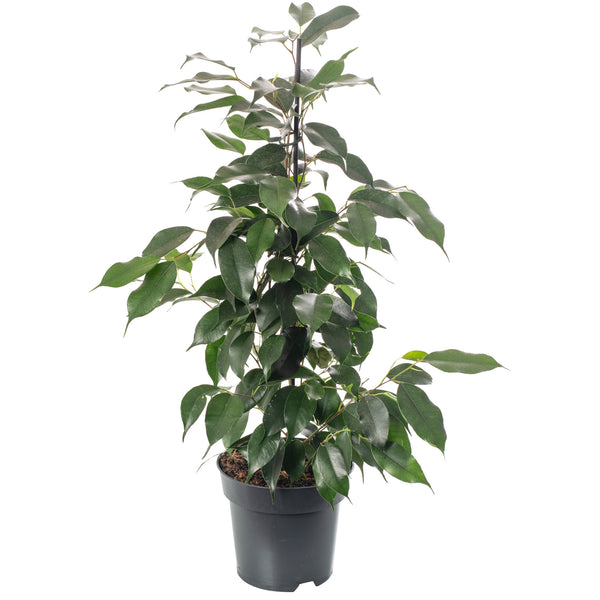 Ficus Benjamina Danielle – 247plants