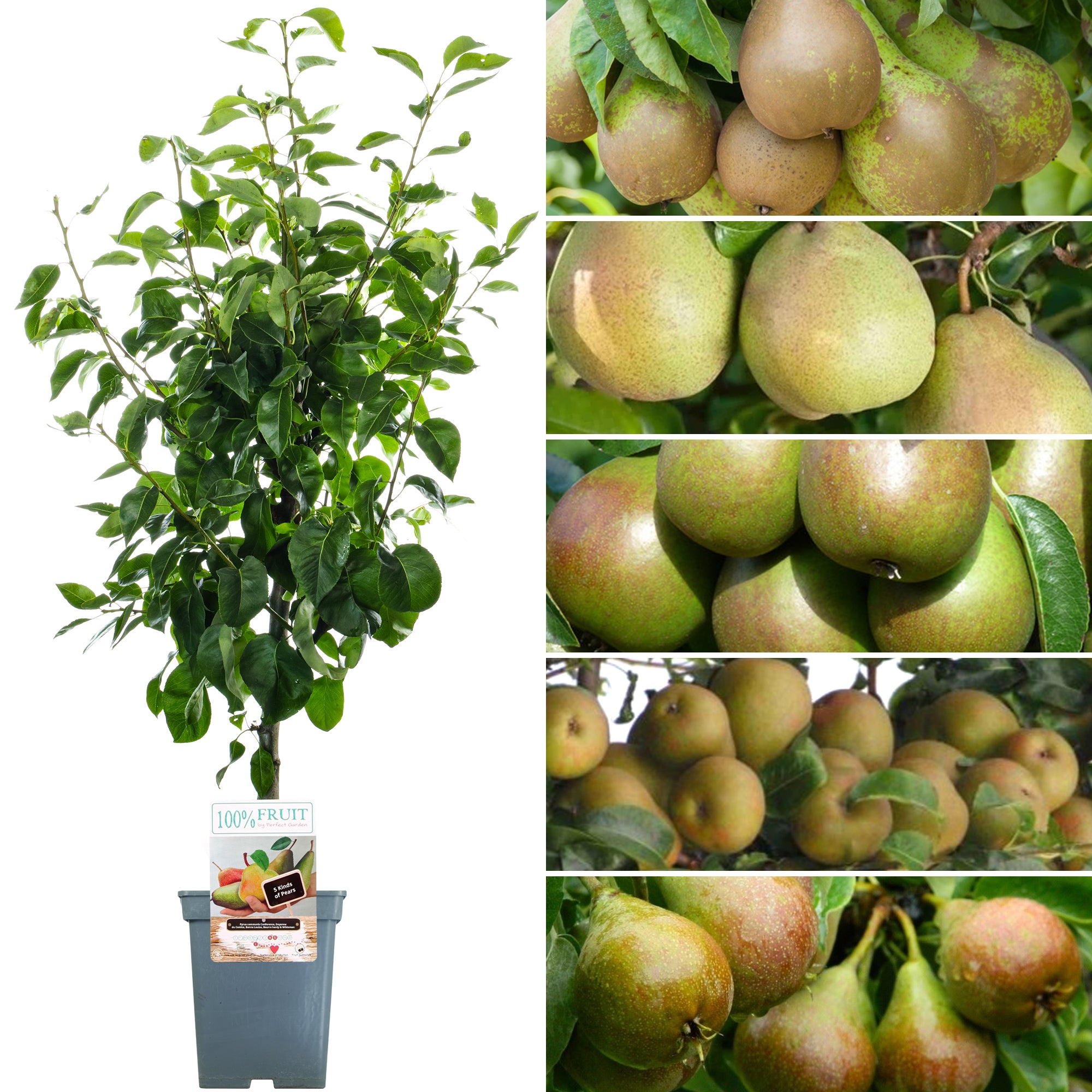 Family Pear Patio Tree (5L, 2-3ft) – 247plants