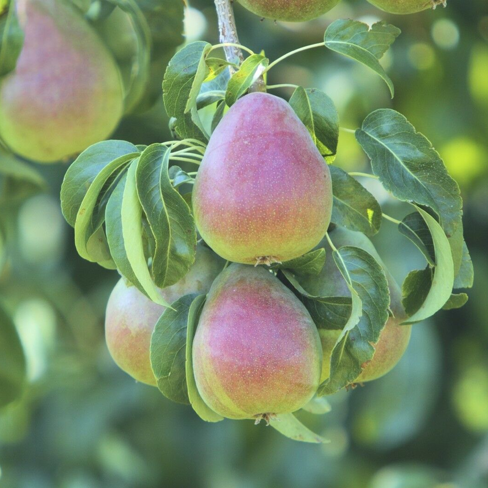 Pear Buerre Hardy (12L, 4-5ft) – 247plants