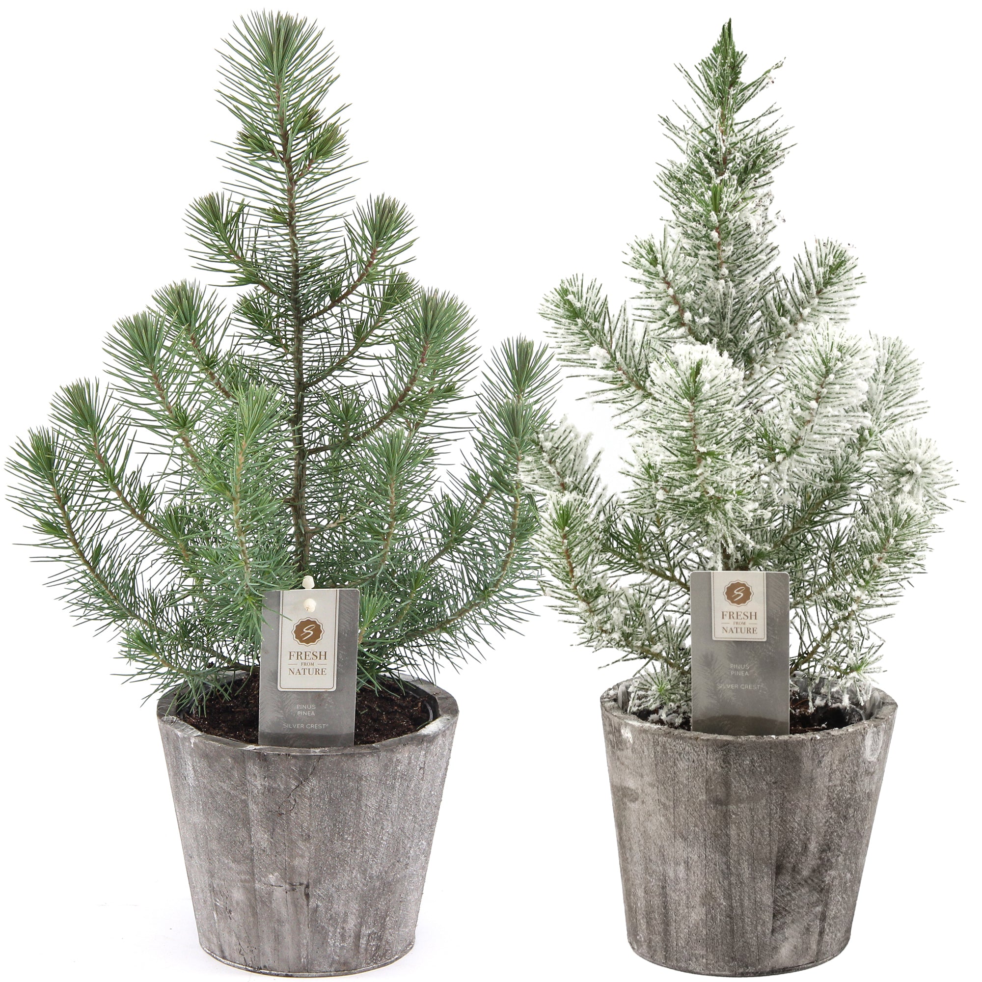 Pinus Silver Crest In Wooden Pot – 247plants