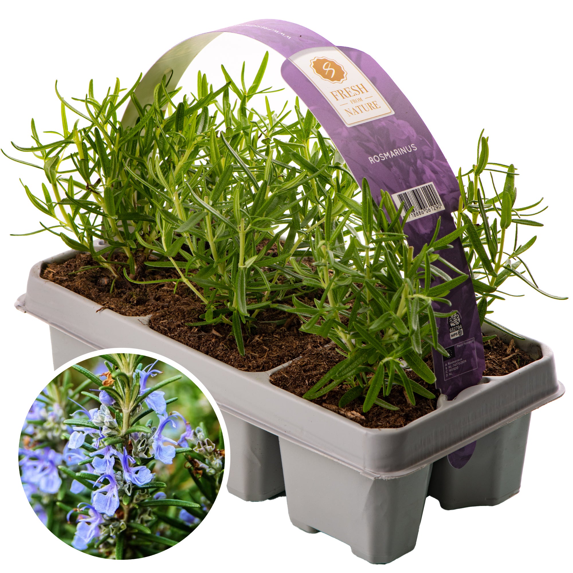 Rosemary Officinalis (Carry Six Pack) – 247plants