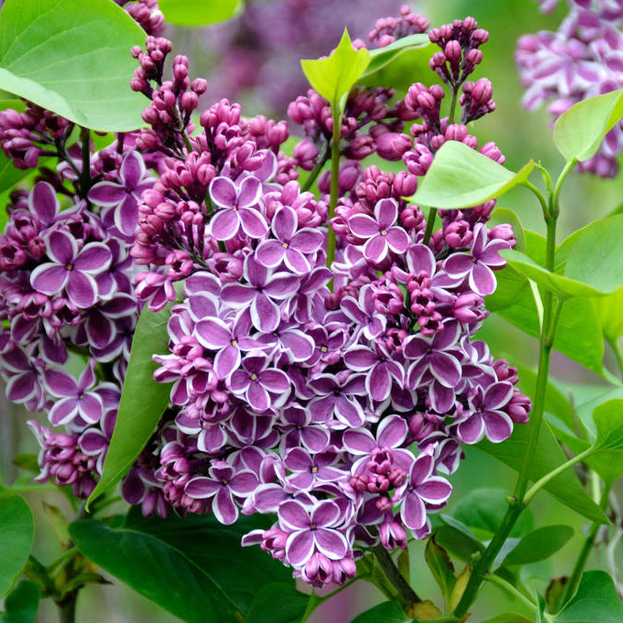 Syringa Sensation Tree (10L, 5-6ft) – 247plants